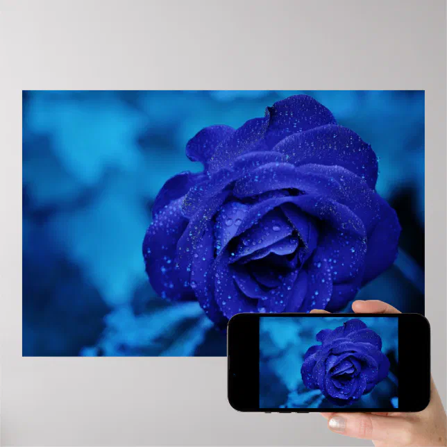 Beautiful blue rose poster | Zazzle