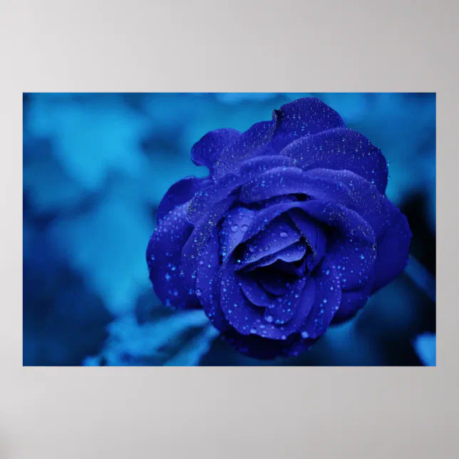 Beautiful blue rose poster | Zazzle