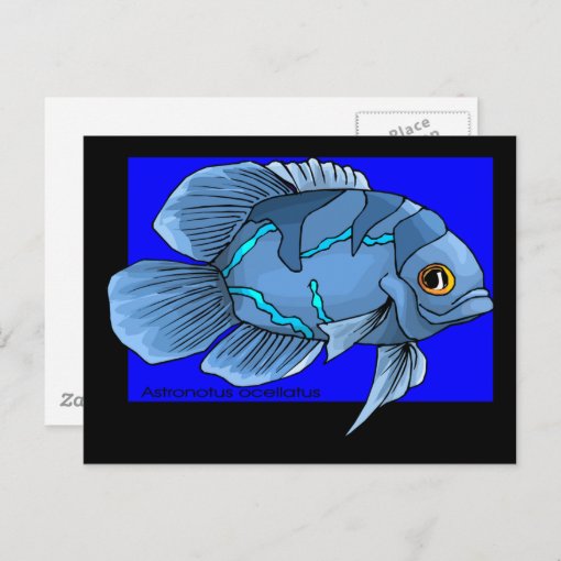 Beautiful Blue Tropical Oscar Fish Postcard | Zazzle