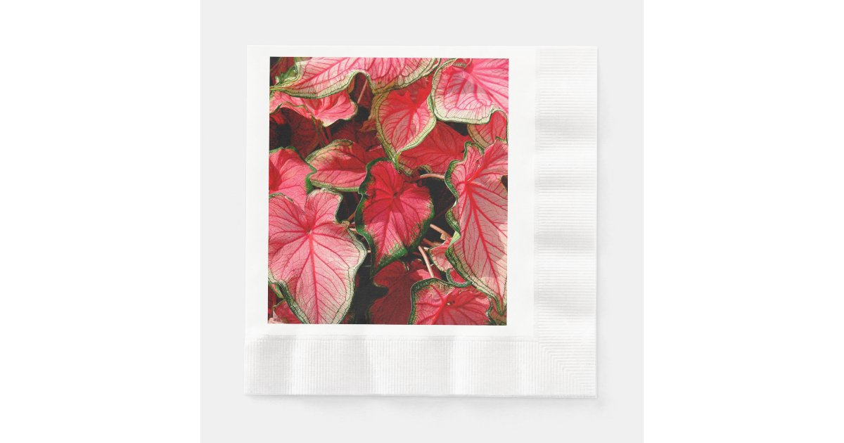BEAUTIFUL BRIGHT-PINK CALADIUM PLANTS PAPER NAPKINS | Zazzle