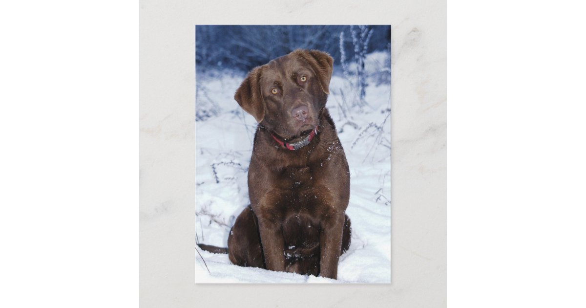 Beautiful Brown Dog Design Postcard | Zazzle