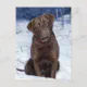 Beautiful Brown Dog Design Postcard | Zazzle