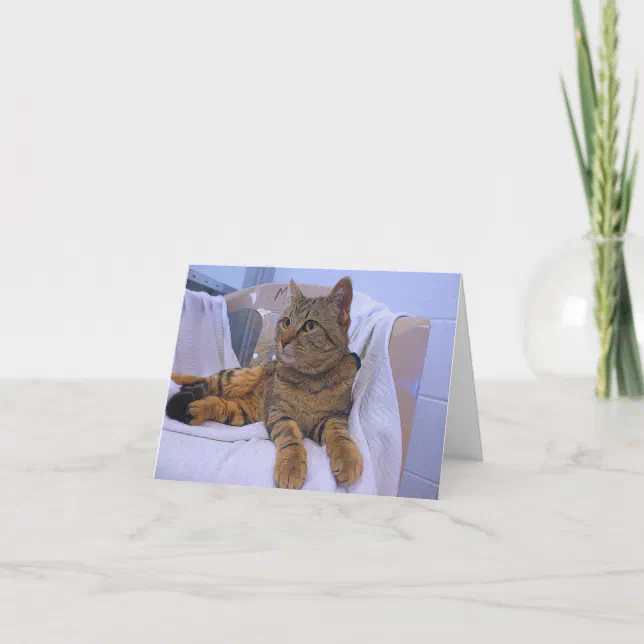 Beautiful Brown Tabby Card | Zazzle