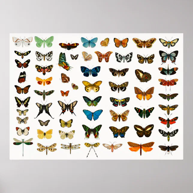 Beautiful Butterflies Poster | Zazzle