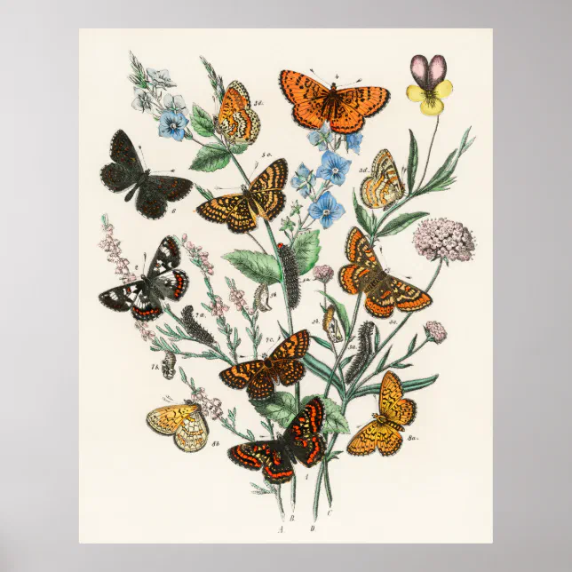 Beautiful butterfly poster - Vintage art | Zazzle