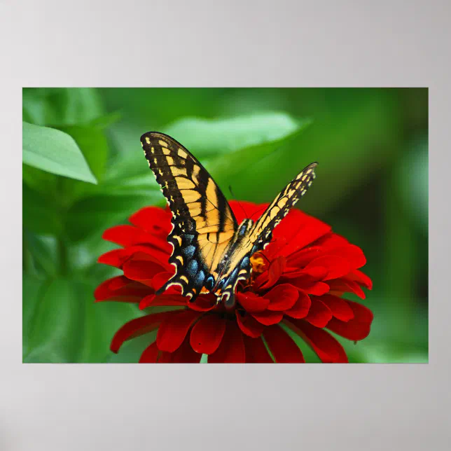 Beautiful butterfly red flower poster | Zazzle