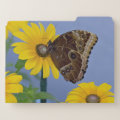 Beautiful Butterfly Set File Folder | Zazzle