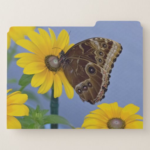 Beautiful Butterfly Set File Folder | Zazzle
