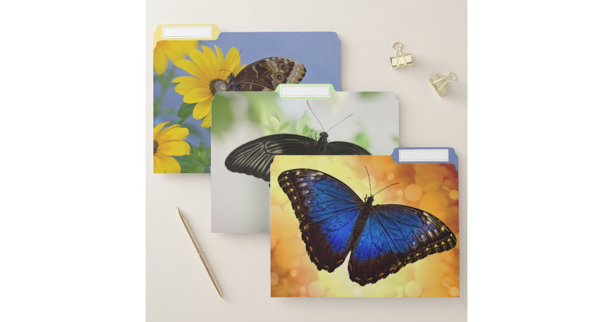 Beautiful Butterfly Set File Folder | Zazzle