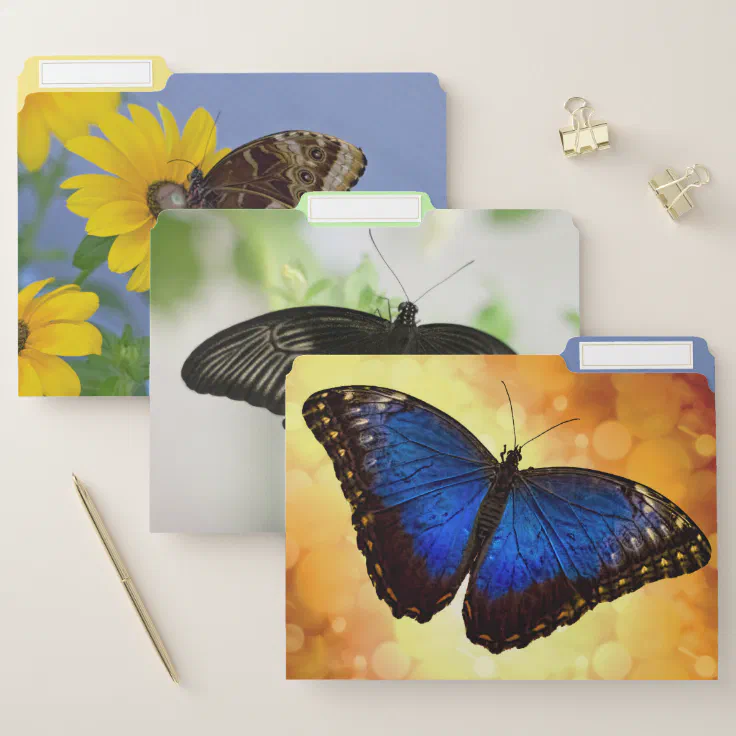 Beautiful Butterfly Set File Folder | Zazzle