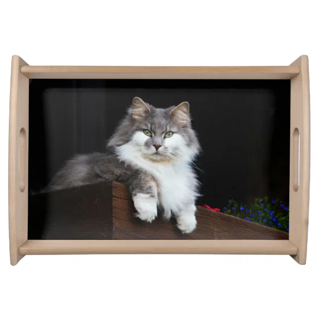 Beautiful Cat Serving Tray | Zazzle