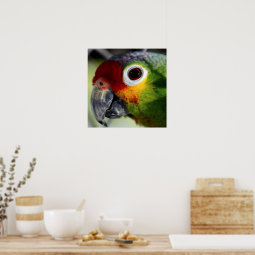 Beautiful colorful parrot portrait poster | Zazzle