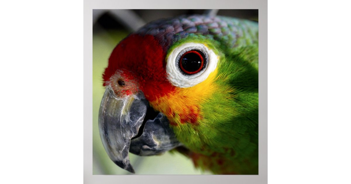Beautiful colorful parrot portrait poster | Zazzle