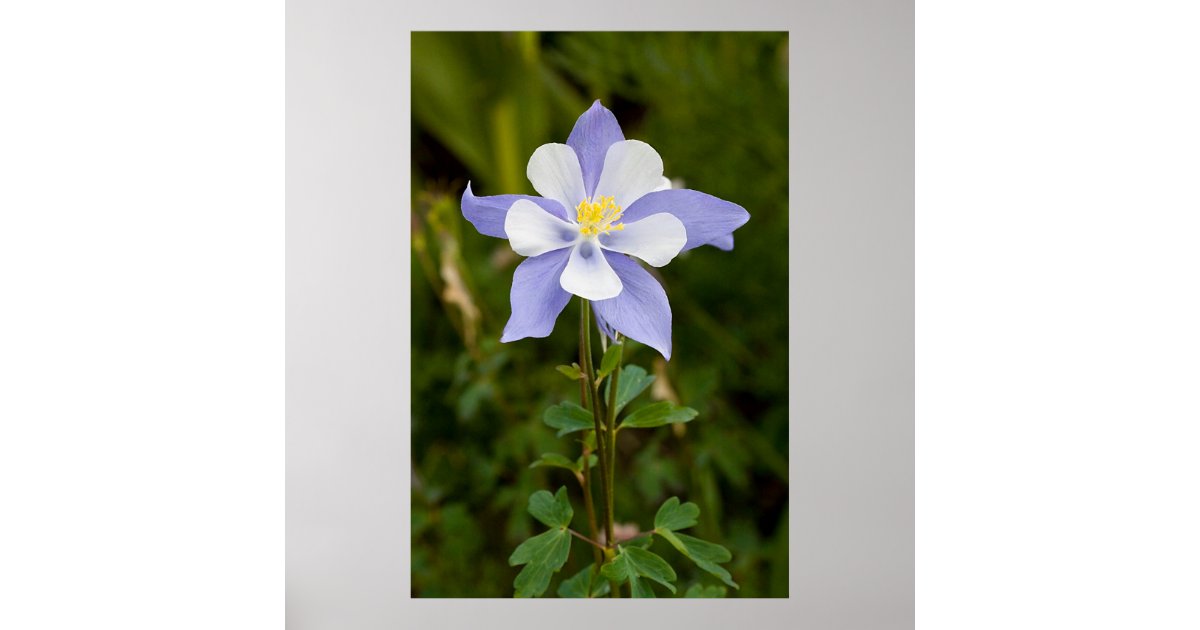 Beautiful Columbine Poster | Zazzle
