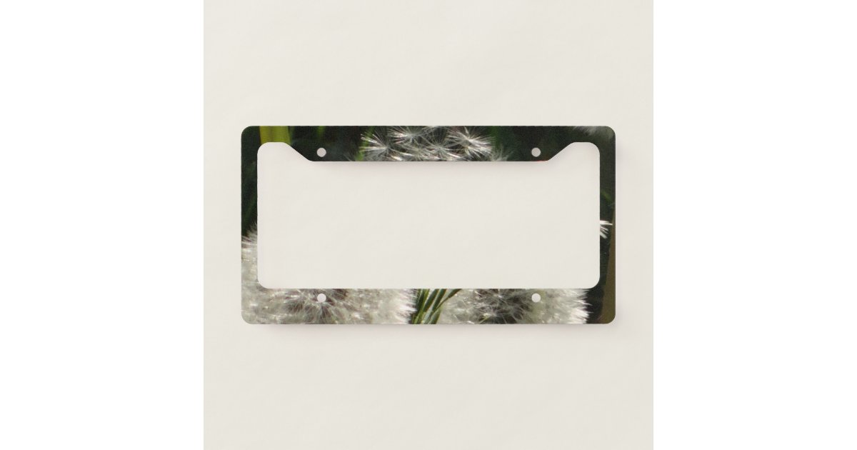 Beautiful dandelions license plate frame | Zazzle