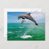 Beautiful Dolphins Postcard | Zazzle