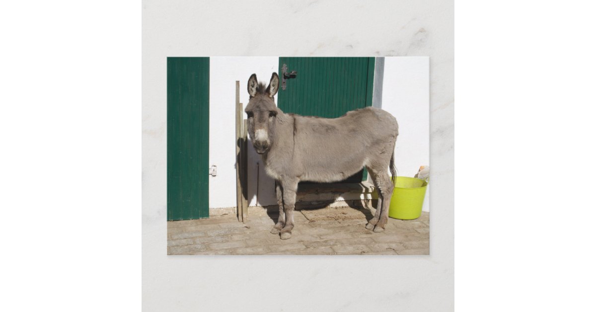 Beautiful Donkey Postcard | Zazzle