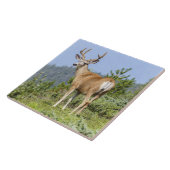 Beautiful elk nature scenery tile | Zazzle