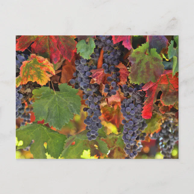Beautiful Fall Wine VIneyard Colored Postcard | Zazzle