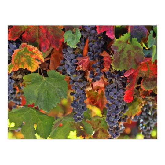 Beautiful Fall Wine VIneyard Colored Postcard | Zazzle.com