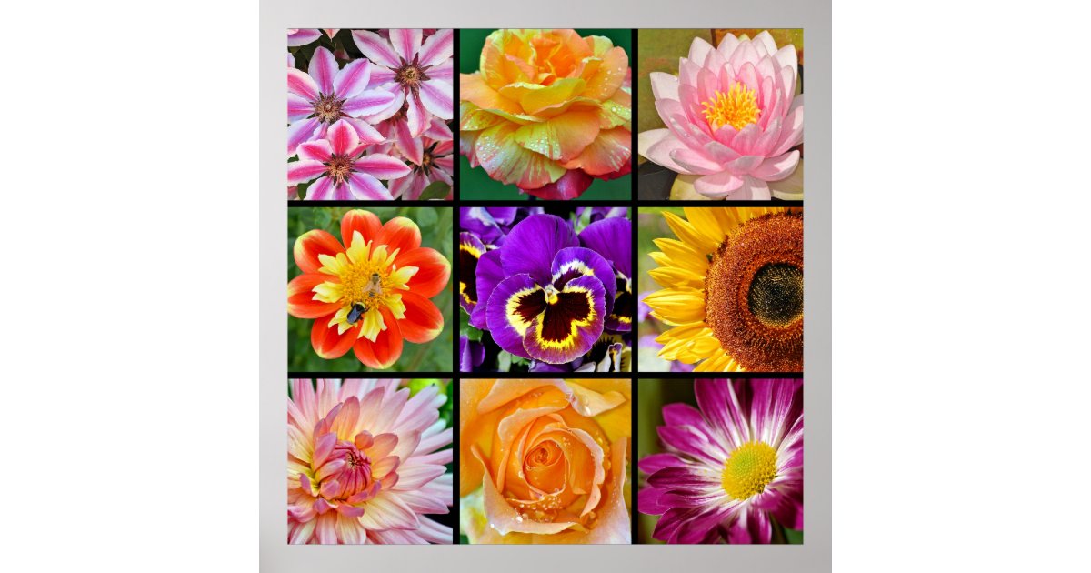 Beautiful flower collage print poster | Zazzle