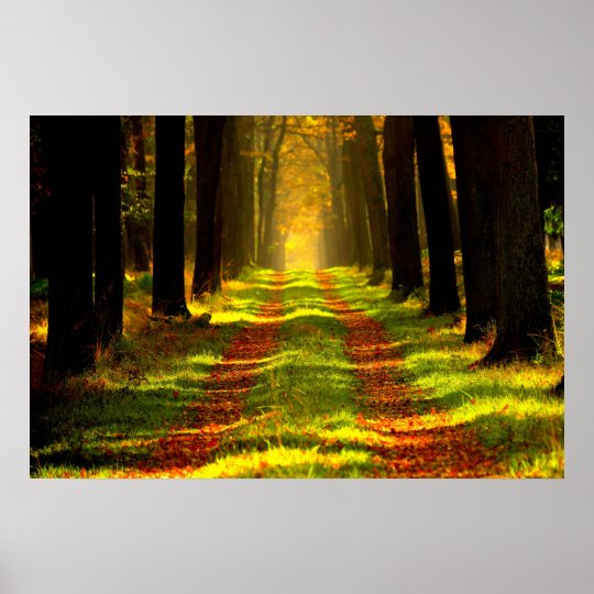 Beautiful Forest Path Road Poster | Zazzle.com