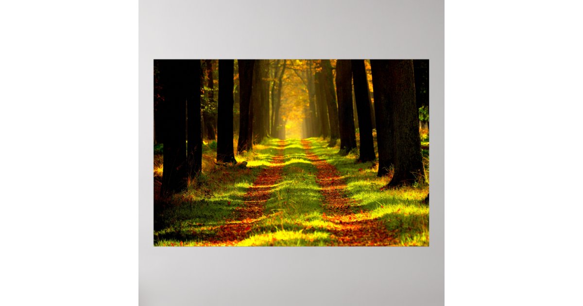 Beautiful Forest Path Road Poster | Zazzle