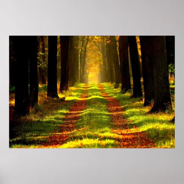 Beautiful Forest Path Road Poster | Zazzle