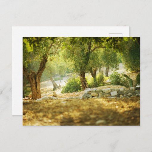 Beautiful Forest Postcard | Zazzle