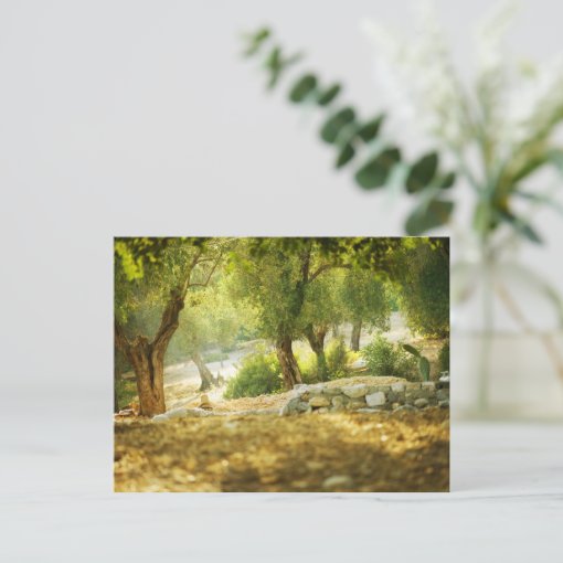 Beautiful Forest Postcard | Zazzle