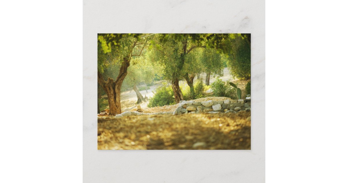 Beautiful Forest Postcard | Zazzle