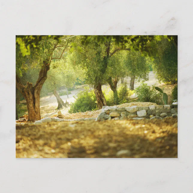 Beautiful Forest Postcard | Zazzle
