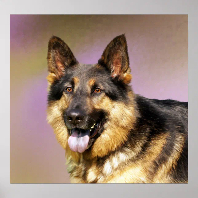 Beautiful German Shepherd dog portrait Poster | Zazzle