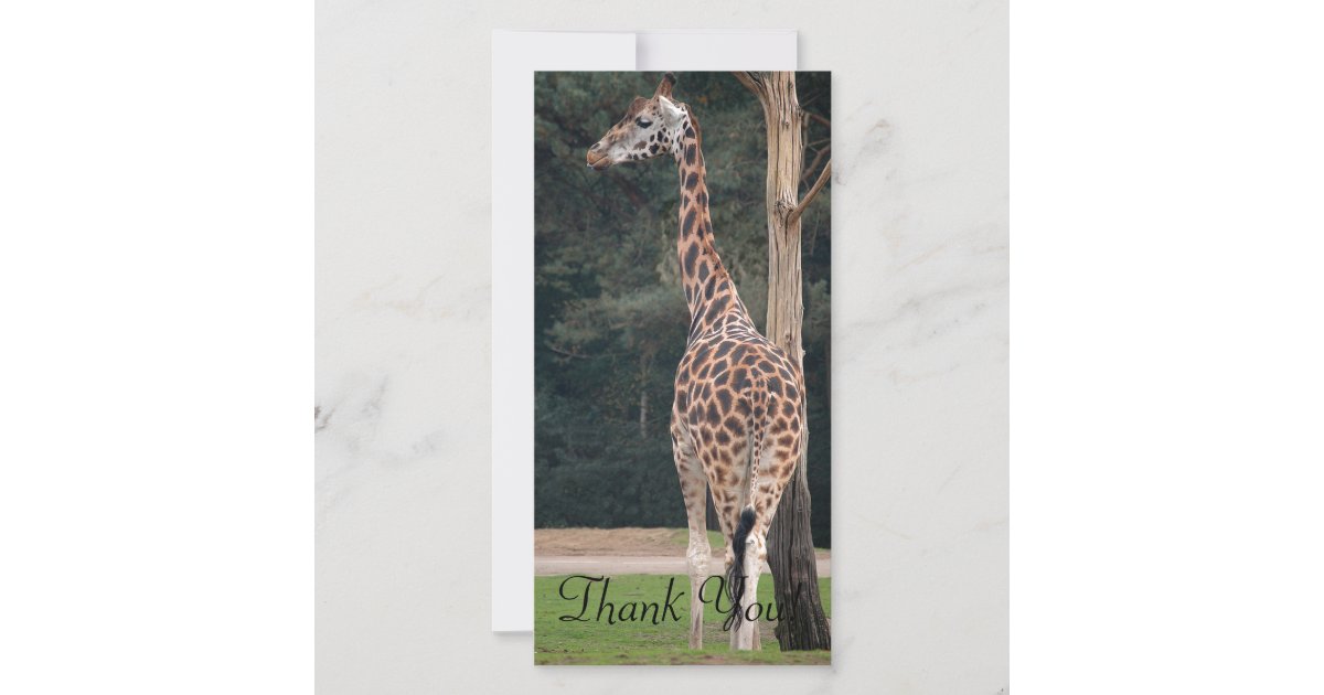 Beautiful Giraffe Thank You Card | Zazzle