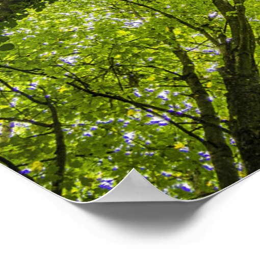 Beautiful Green Forest Poster | Zazzle