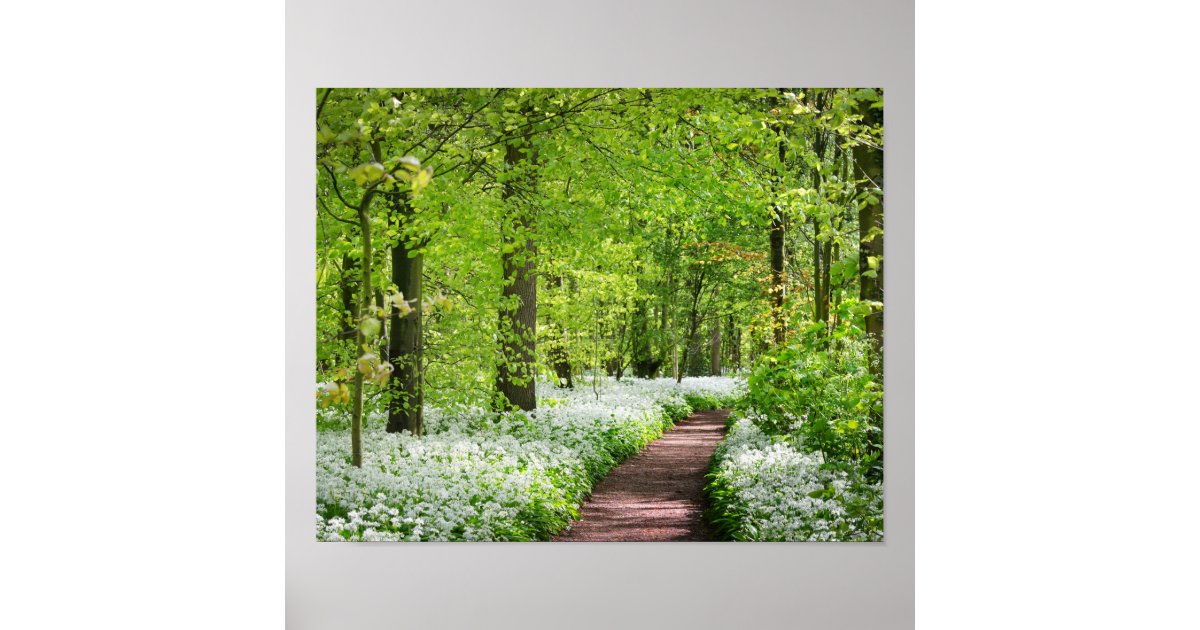 Beautiful Green Springtime Forest Photo Poster | Zazzle