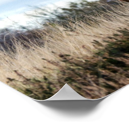 Beautiful Highland Cattle Poster | Zazzle