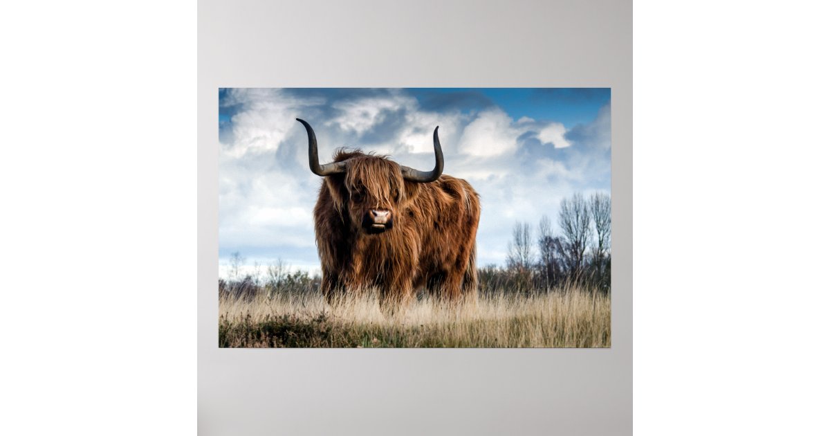 Beautiful Highland Cattle Poster | Zazzle
