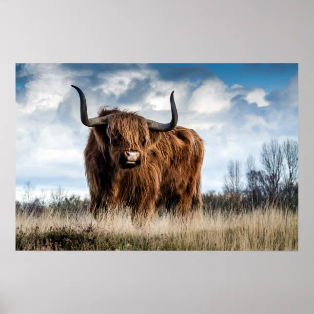 Beautiful Highland Cattle Poster | Zazzle