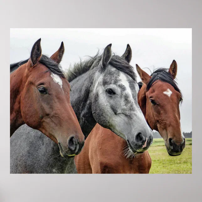 Beautiful horses poster | Zazzle