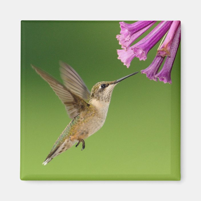 Beautiful Hummingbird Nature Scenery Magnet | Zazzle.com