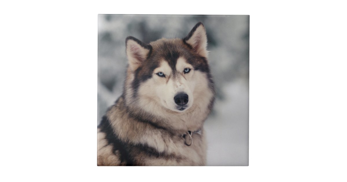 Beautiful Husky in the Outdoors Ceramic Tile | Zazzle