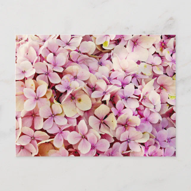 Beautiful Hydrangea Flowers Postcard | Zazzle