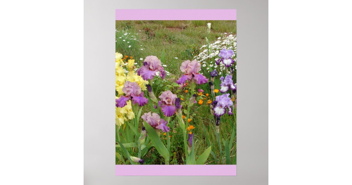 Beautiful Iris Irises Flower Garden Poster | Zazzle