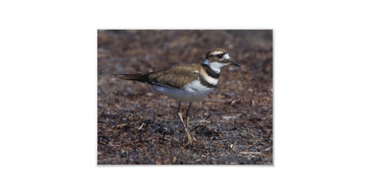 Beautiful Killdeer at the Beach Photo Print | Zazzle