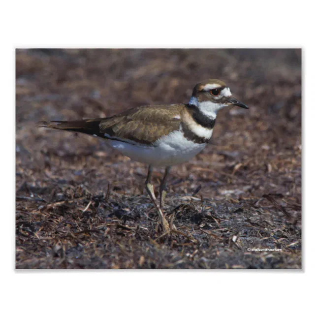 Beautiful Killdeer at the Beach Photo Print | Zazzle