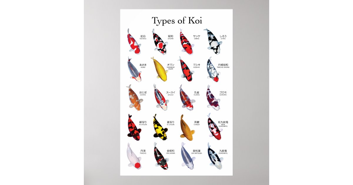 Beautiful Koi Carp Varieties Poster | Zazzle