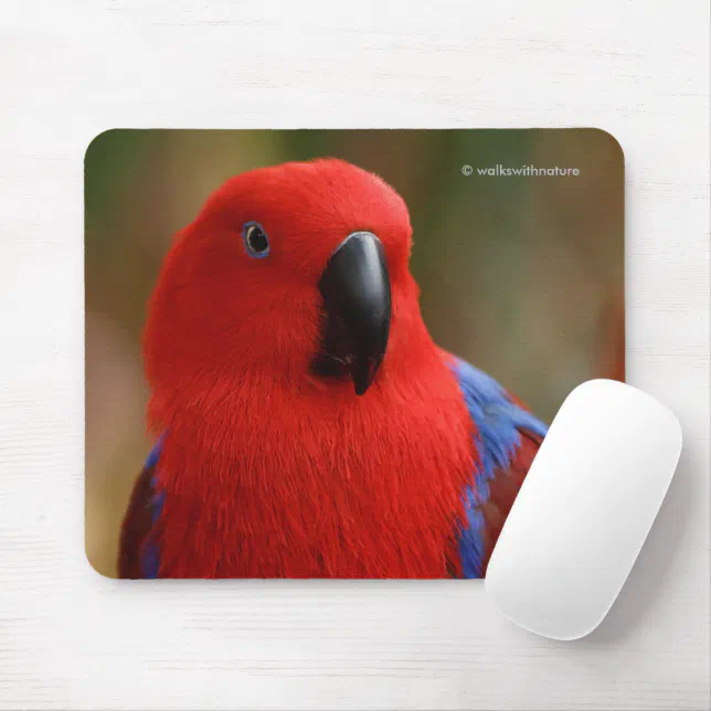 Beautiful "Lady in Red" Eclectus Parrot Mouse Pad | Zazzle
