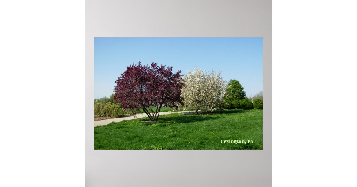 Beautiful Landscape with Trees Poster | Zazzle