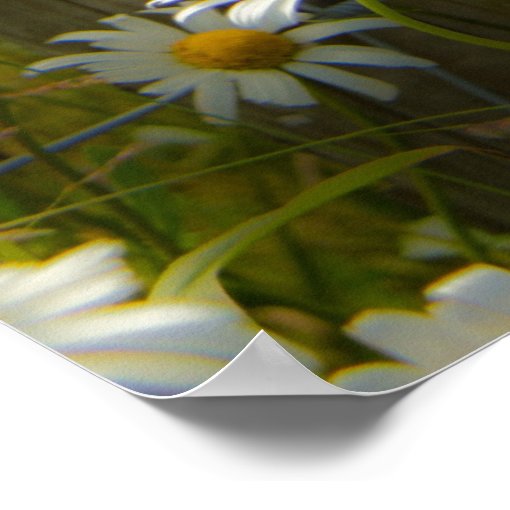 Beautiful Large Daisies Poster/Print Poster | Zazzle